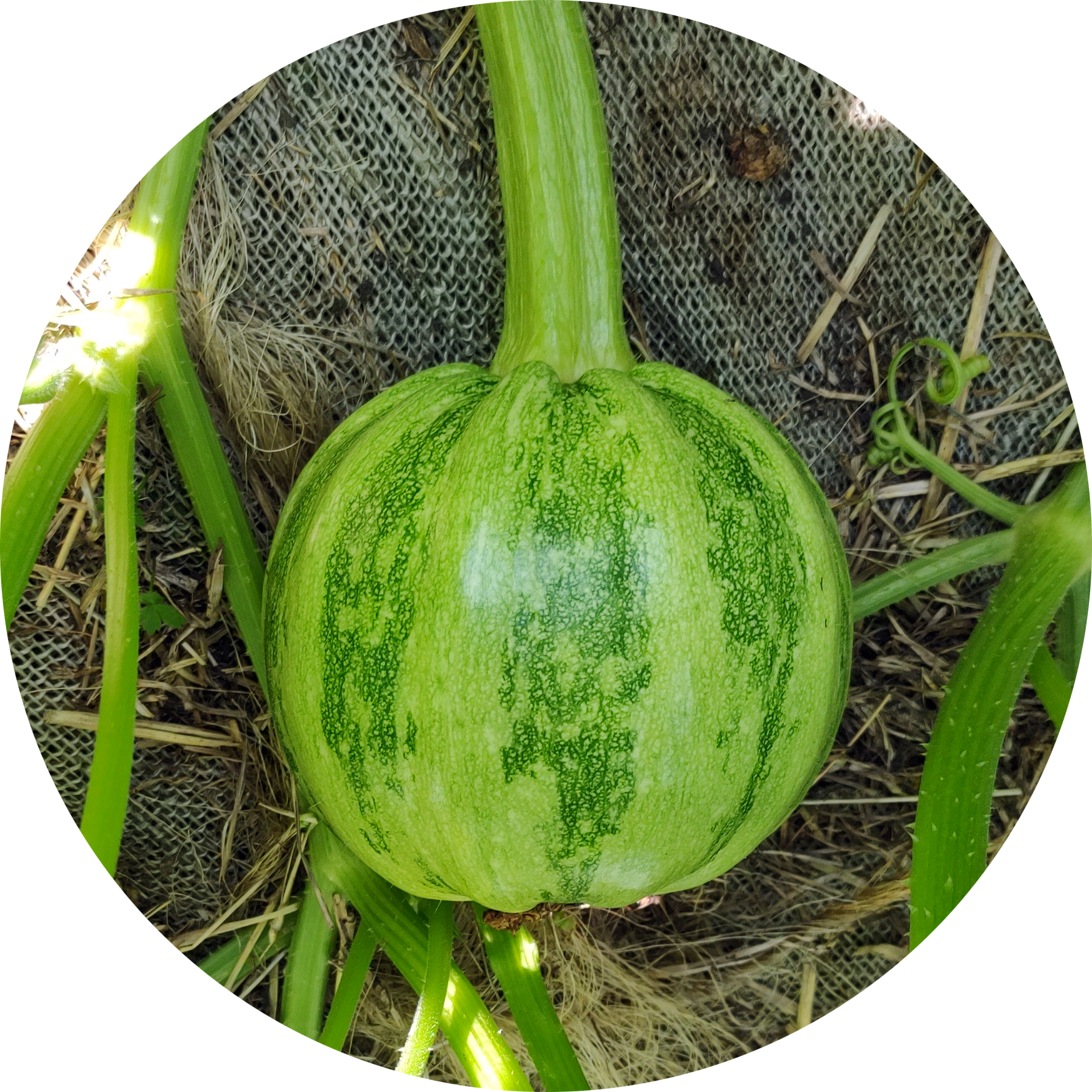 Courgette zaden kopen 'Mongogo du Guatemala' – Kwekerij KWEEK