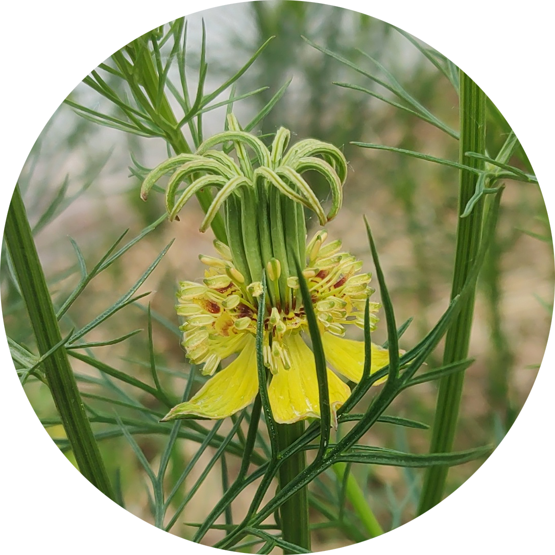 Juffertje in het groen zaden kopen: Nigella orientalis 'Transformer ...