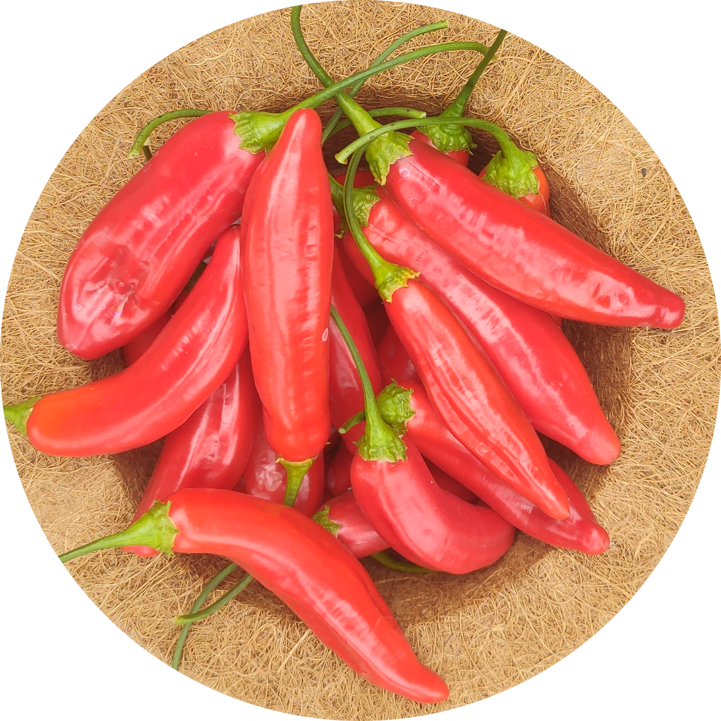 Zaden paprika 'Aji delight' – Kwekerij KWEEK