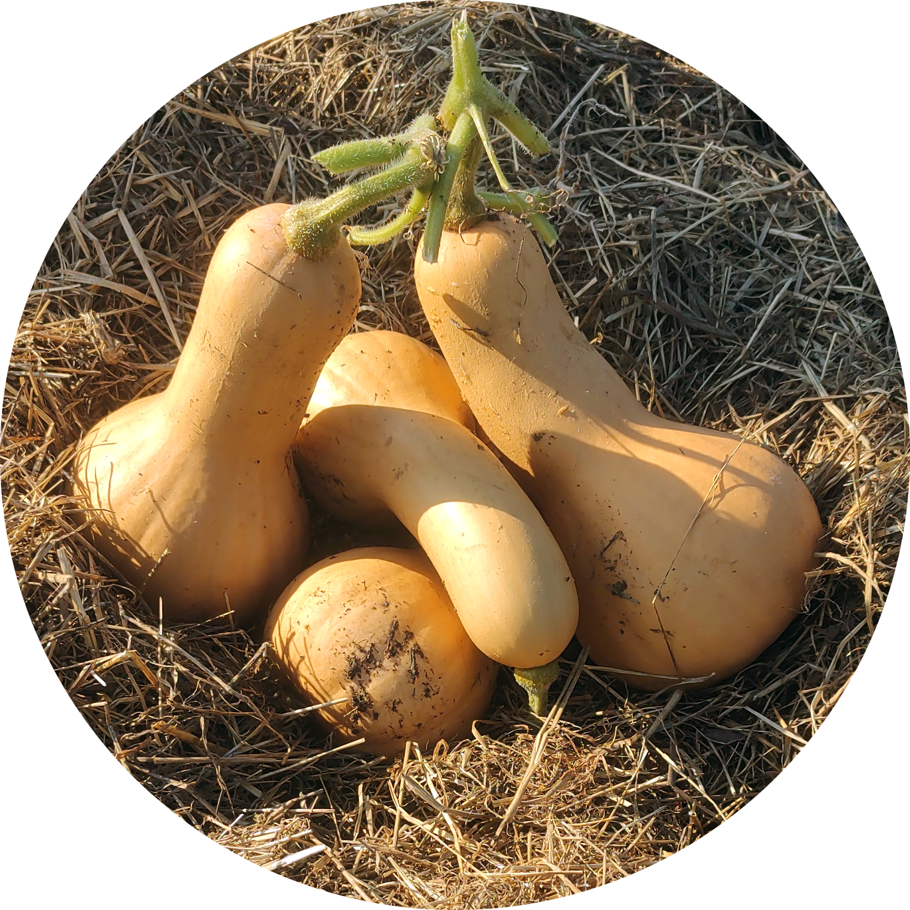 'Butterbush' butternut pompoenzaden kopen | Kwekerij Kweek – Kwekerij KWEEK