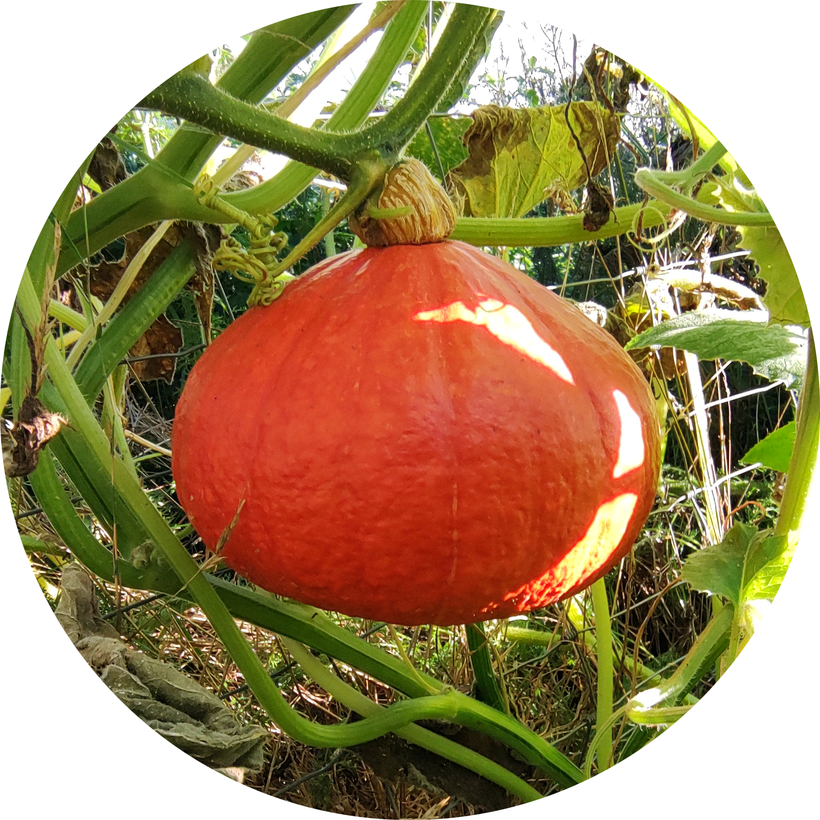 Pompoenzaad kopen: cucurbita maxima 'Potimarron' – Kwekerij KWEEK