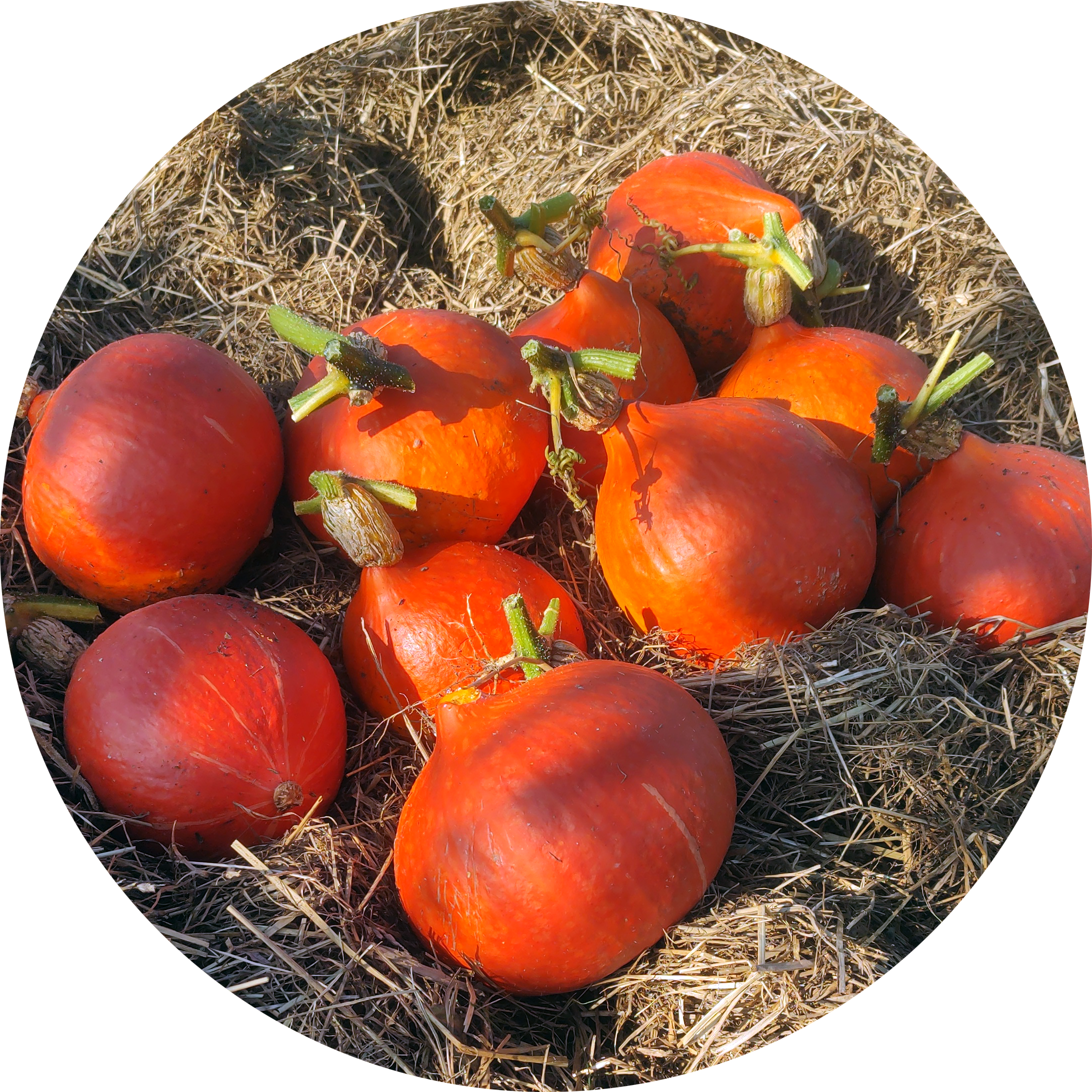 Pompoenzaad kopen: Cucurbita maxima 'Uchiki kuri' – Kwekerij KWEEK