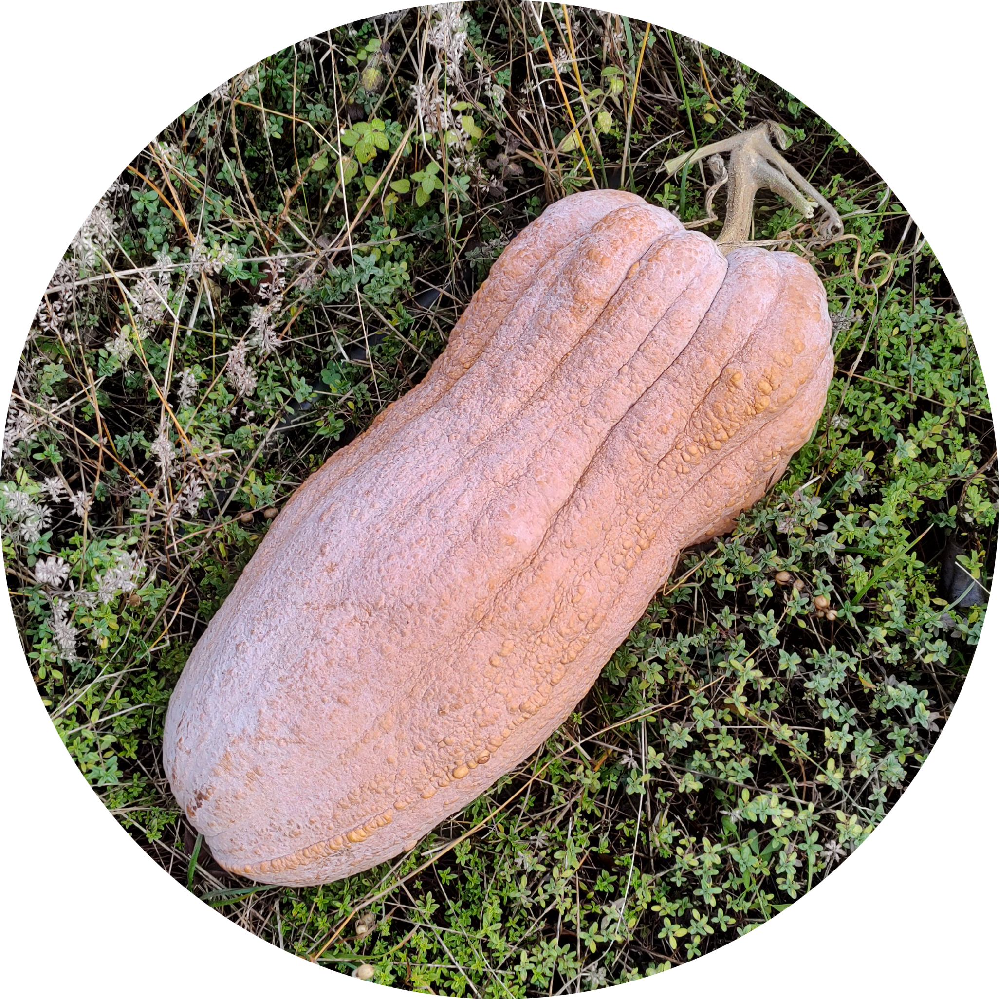 'Rugosa violina di gioia' Italiaanse butternut zaden kopen | Kwekerij ...