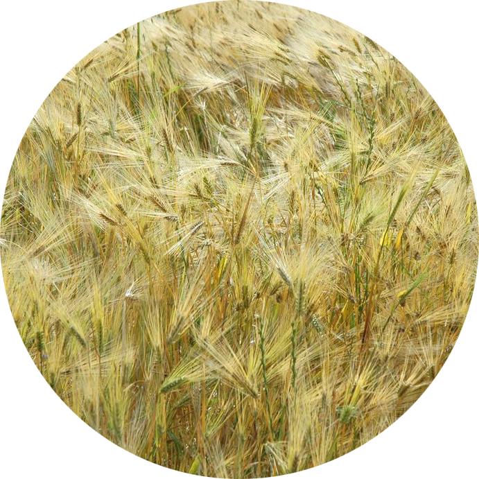 Groenbemester zaden kopen: Secale cereale 'Winterrogge' – Kwekerij KWEEK