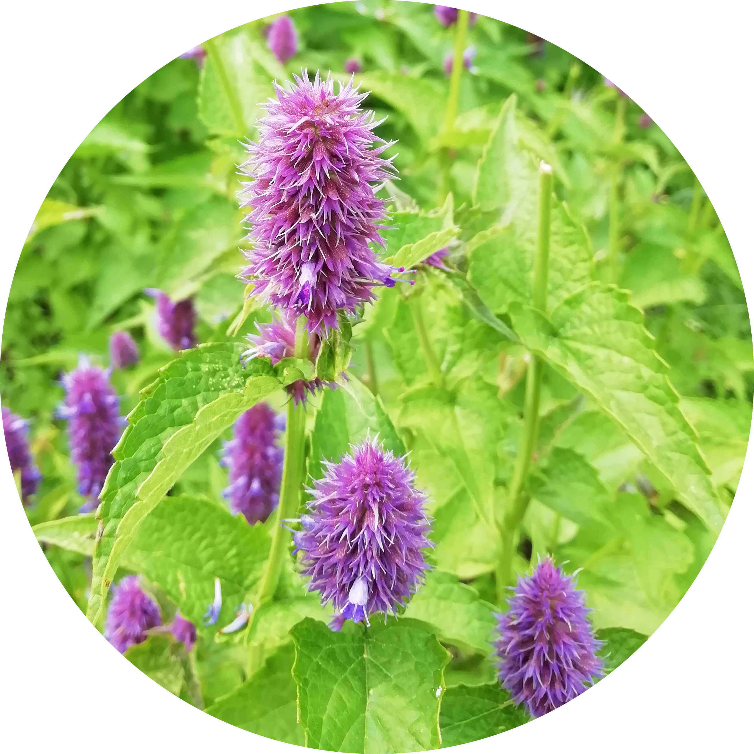 Agastache foeniculum (dropplant) zaden | Kwekerij KWEEK