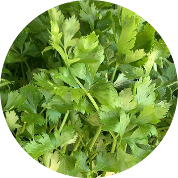 Selderijzaad kopen? Koop selderijzaad rechtstreeks aan bij de kweker ...