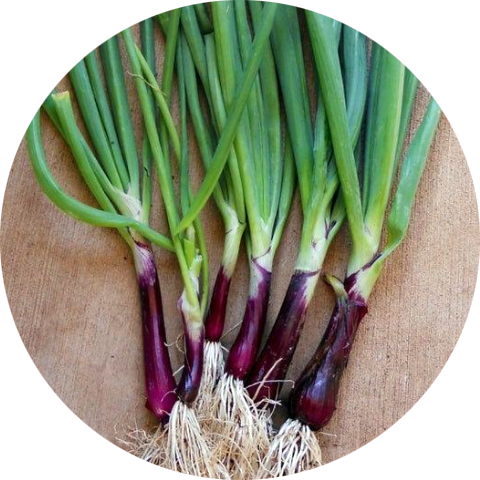 Stengelui zaden kopen: Allium fistulosum 'Red toga' – Kwekerij KWEEK