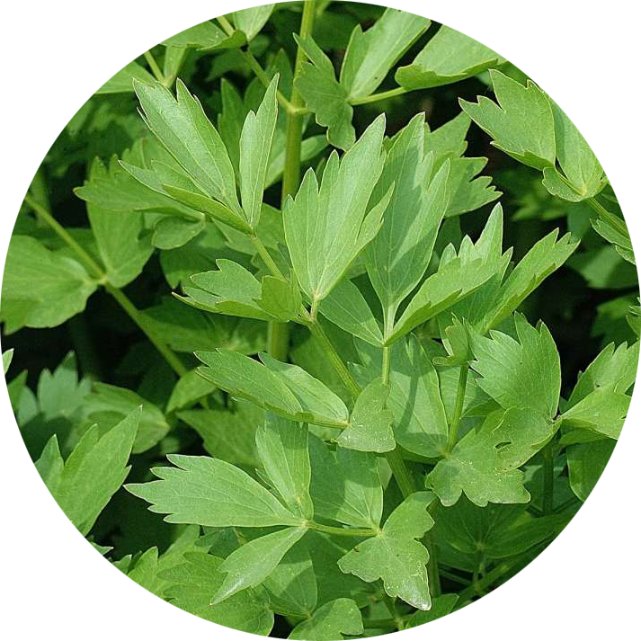 Lavas zaden kopen 'Levisticum officinalis' – Kwekerij KWEEK